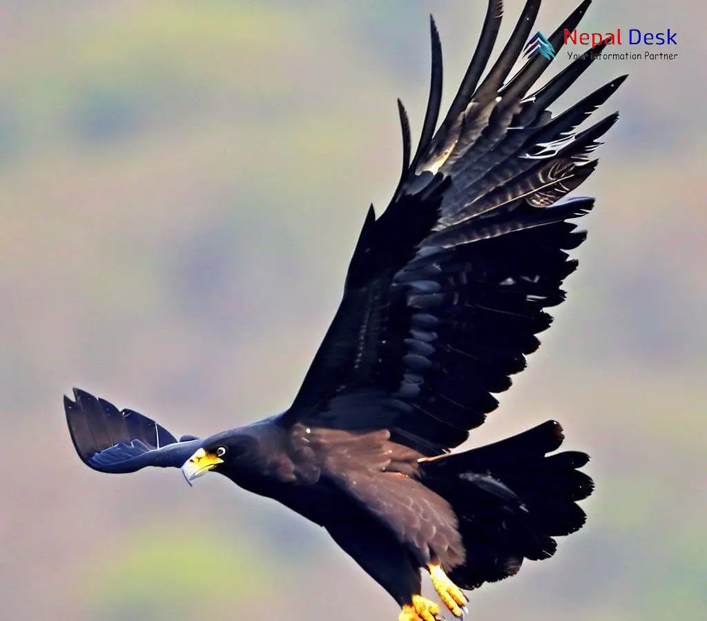 Black Eagle: Majestic Prowess and Charismatic Presence | Nepal Desk